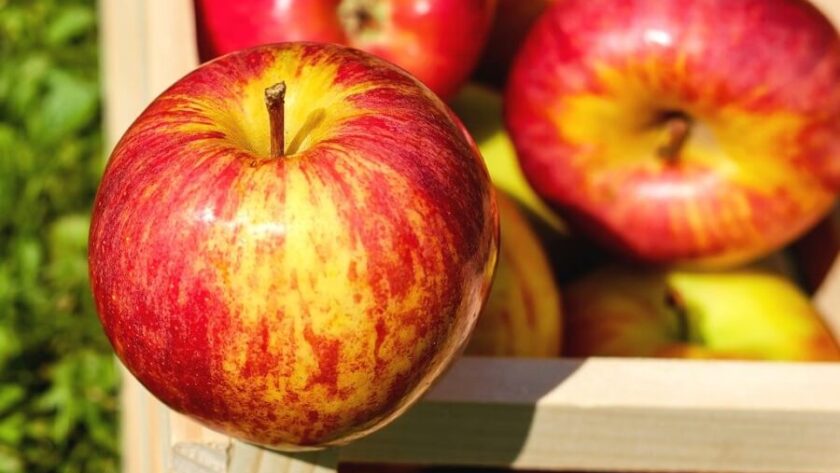 Apple, benefits of the forbidden fruit