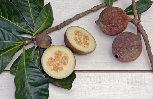 Learn about the benefits of genipap for the body - ThedietMD