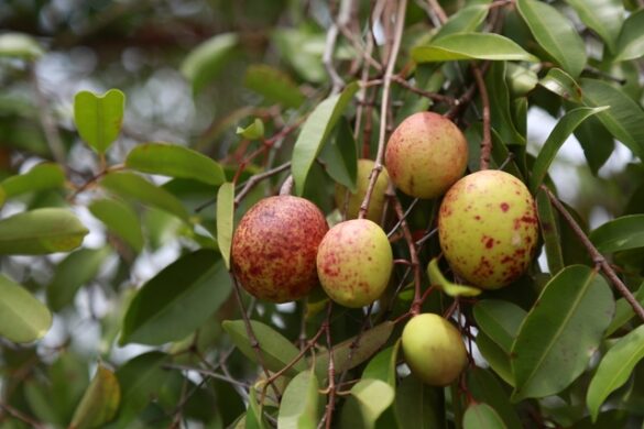 Mangaba: benefits and properties - ThedietMD