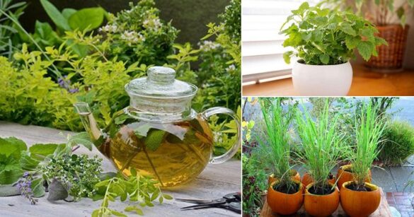 Plantain tea: what is it for and how to make it - ThedietMD