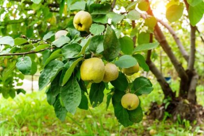 The Quince Fruit: A Guide to Its Origins, Varieties, Uses, and Health ...