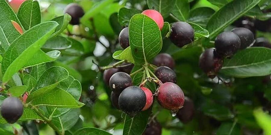 Quixaba tea – Benefits and properties - ThedietMD