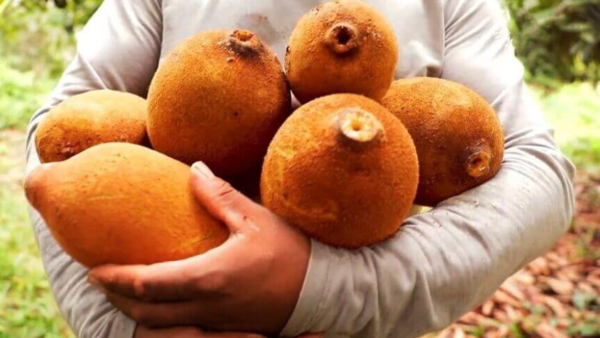 The benefits of Cupuaçu