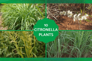 10 Benefits of citronella - ThedietMD