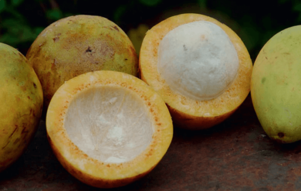 Bacuri: what is the fruit for and how to make the cream - ThedietMD