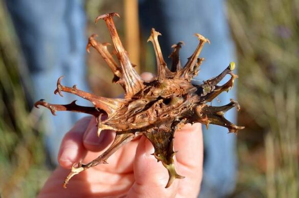 Devil's Claw: what is it for and how to make tea - ThedietMD