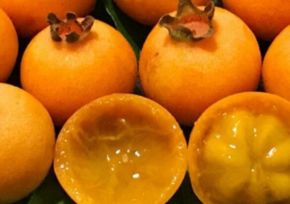 Gabiroba: benefits of fruit and plant - ThedietMD