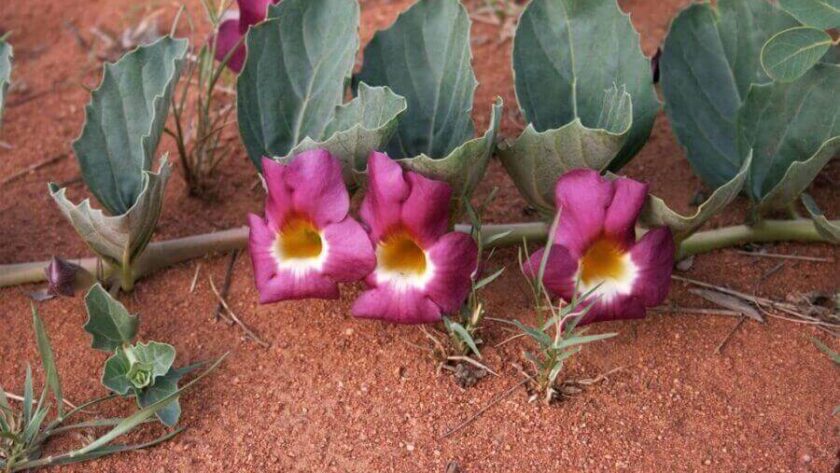 Devil's Claw: what is it for and how to make tea